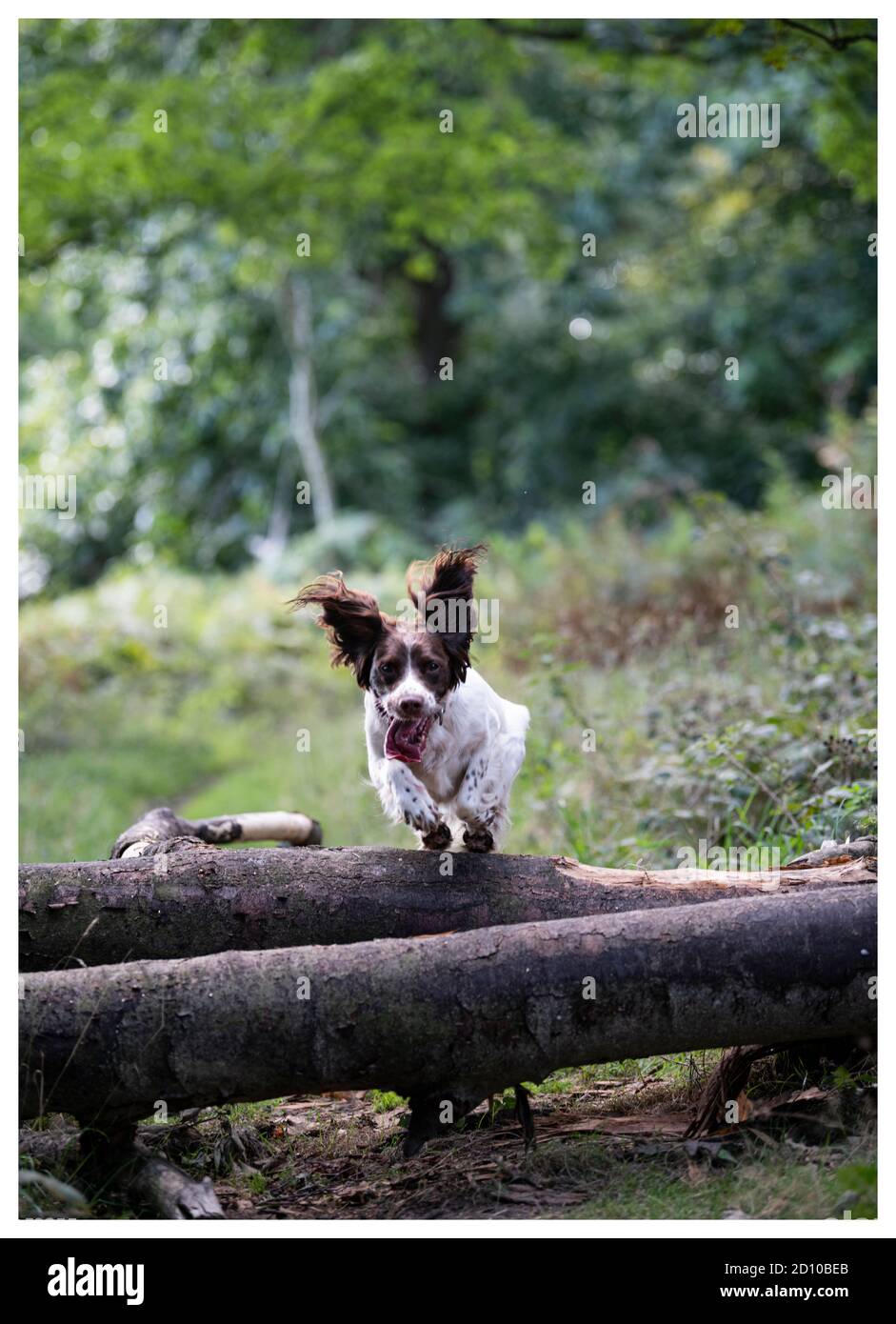 English Springer Spaniel Jumping Stock Photo - Alamy