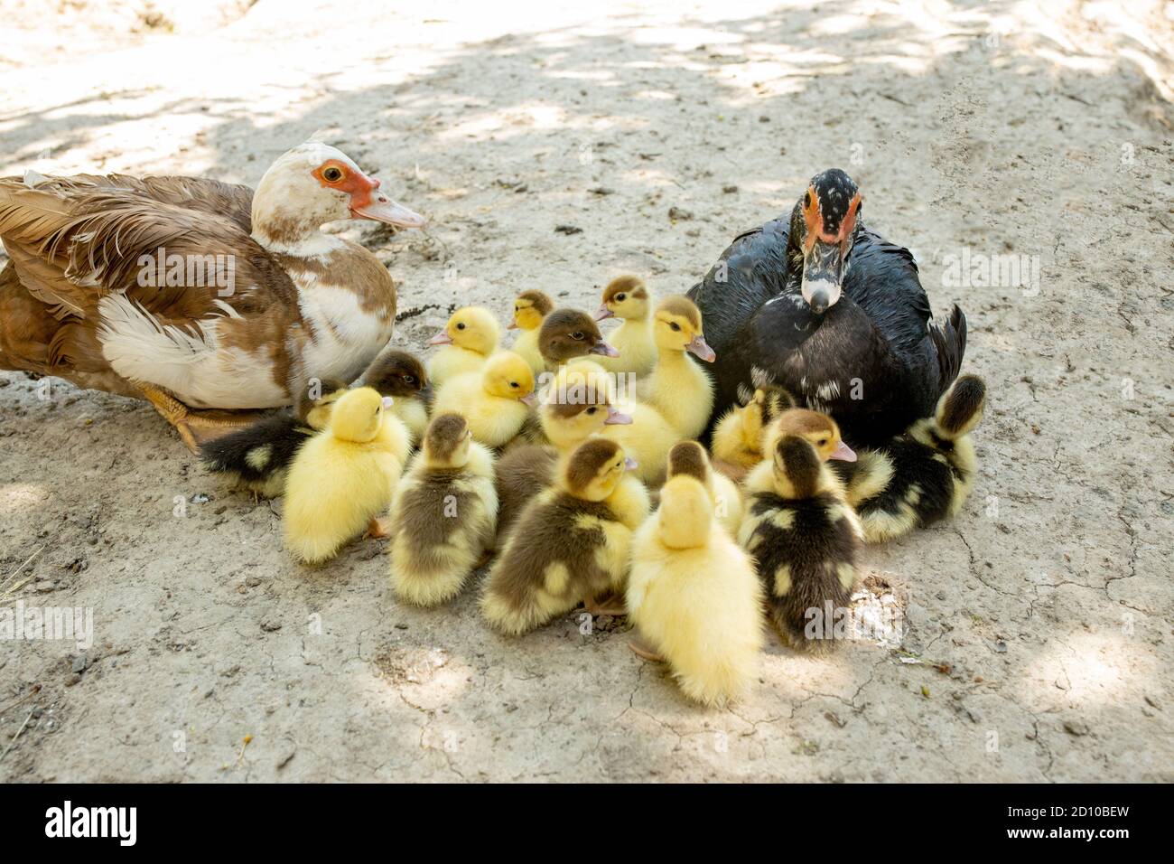 Mother duck with her ducklings. There are many ducklings following the ...