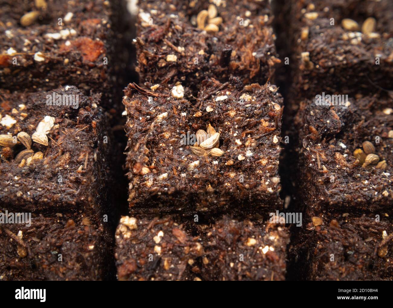 Potting up herb seedlings hi-res stock photography and images - Alamy