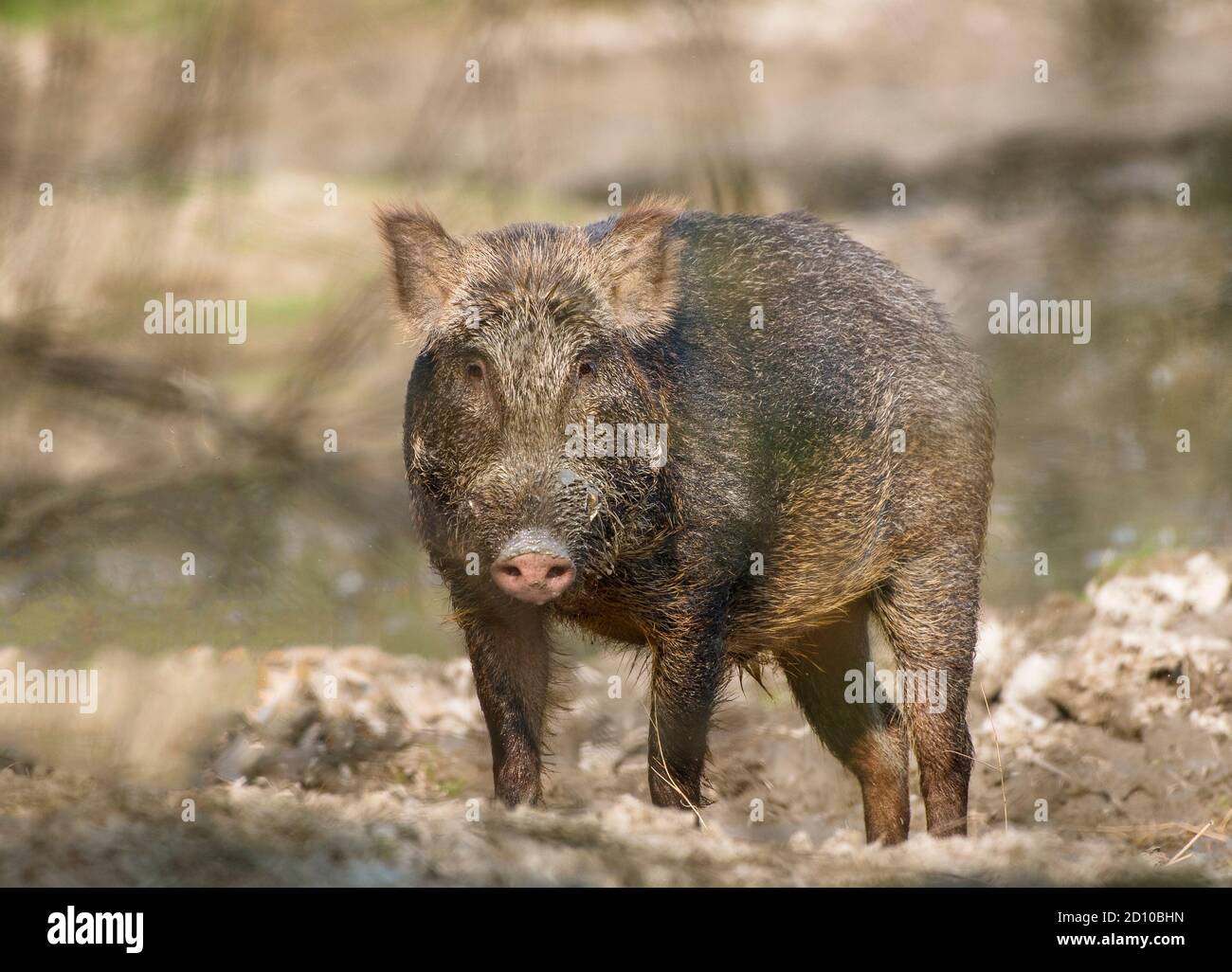 The wild boar, also known as the "wild swine", "common wild pig", or ...