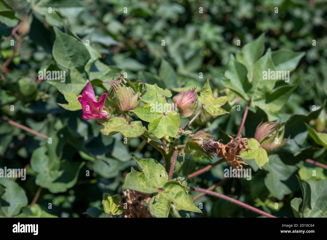 Cotton plantation in rural hi-res stock photography and images - Alamy