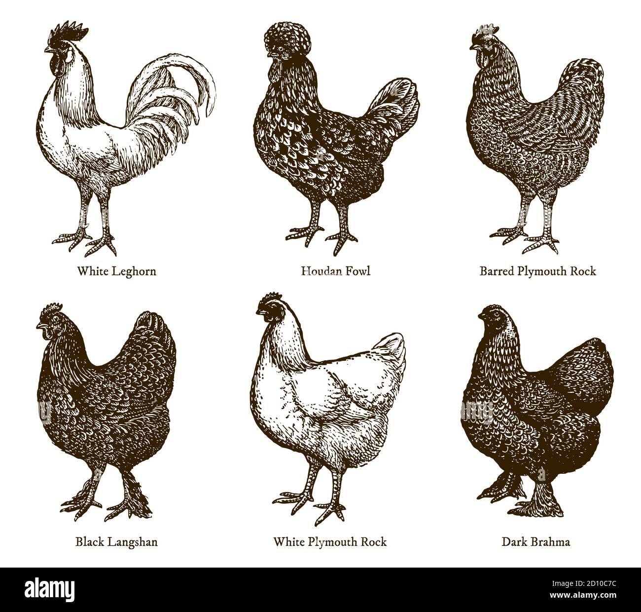 Group of chickens from different breeds, after an antique illustration ...