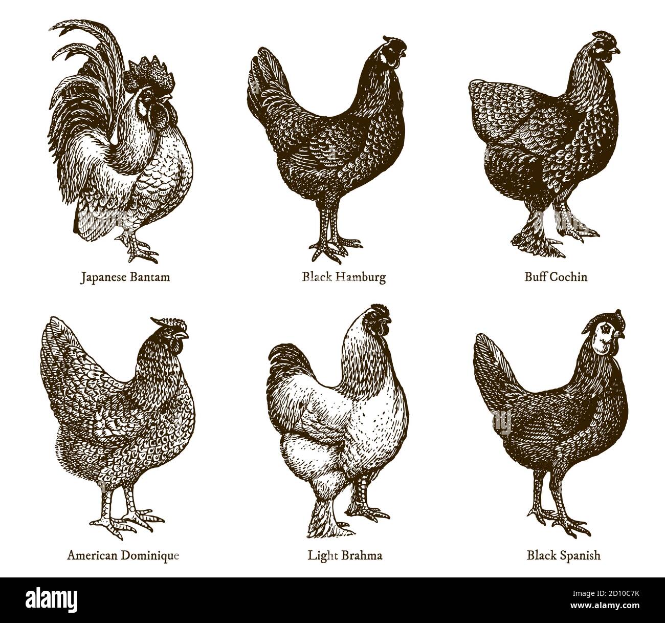Group of hens and cocks of different chicken breeds, after an antique ...