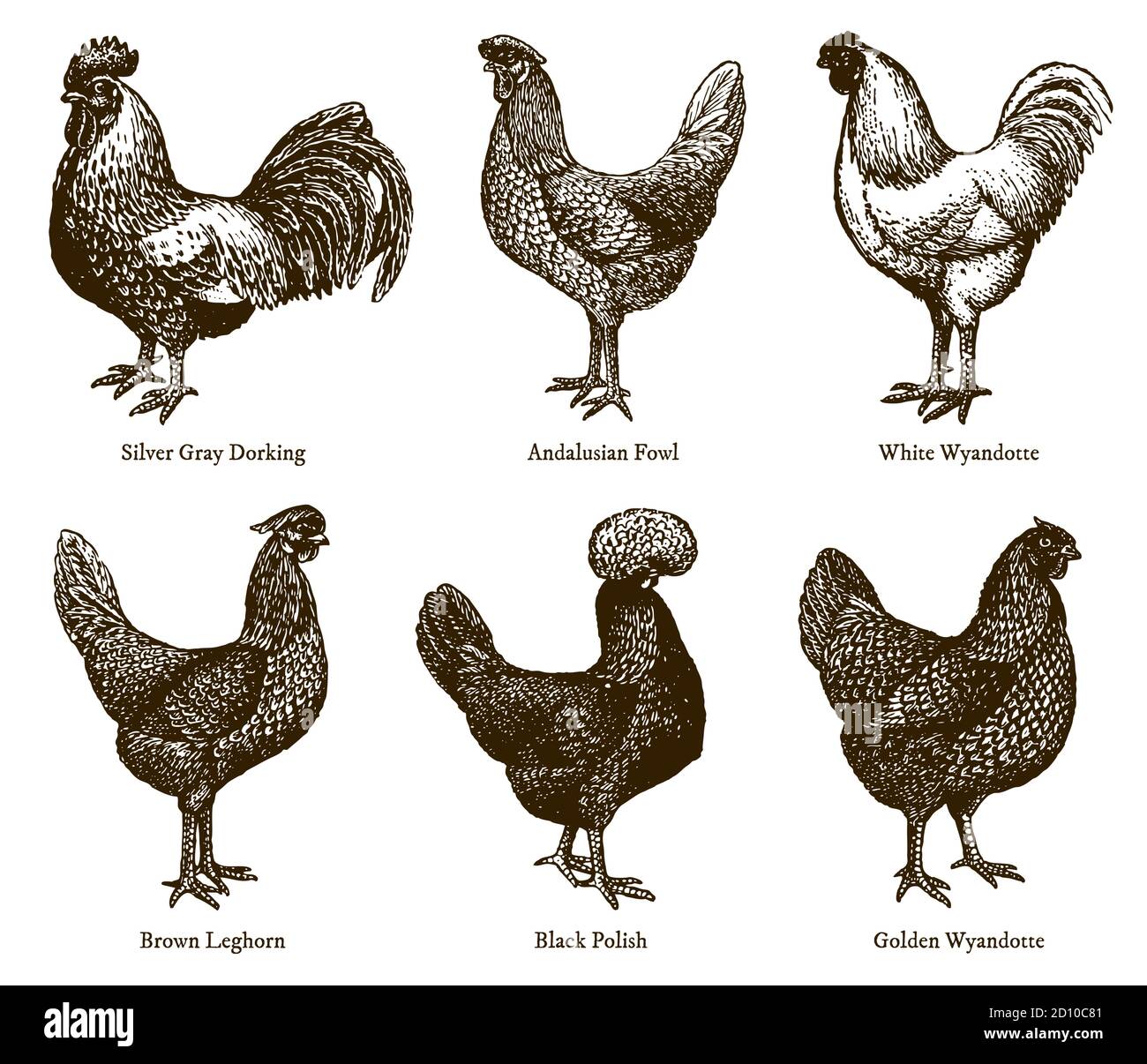 Group of cocks and hens from of different chicken breeds, after an ...