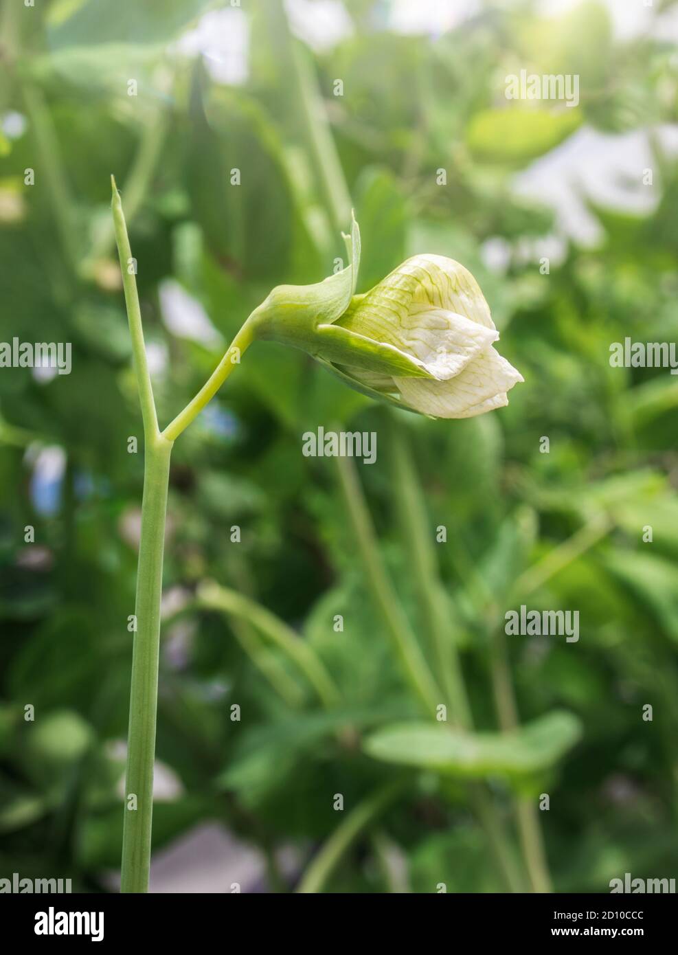 Single white peas blossom, early mornings. Close up. Rooftop garden ...