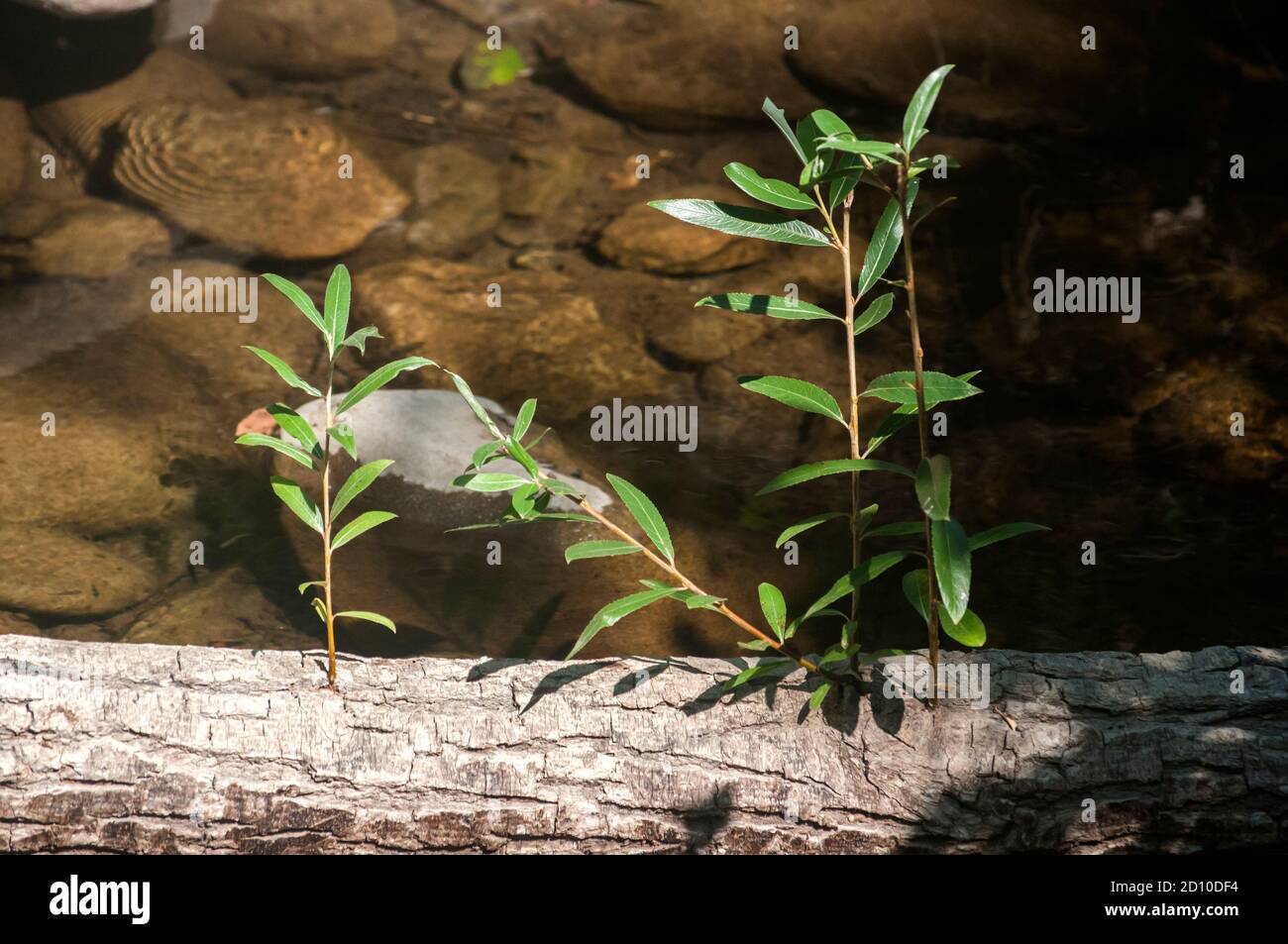 Willow sprout hi-res stock photography and images - Alamy