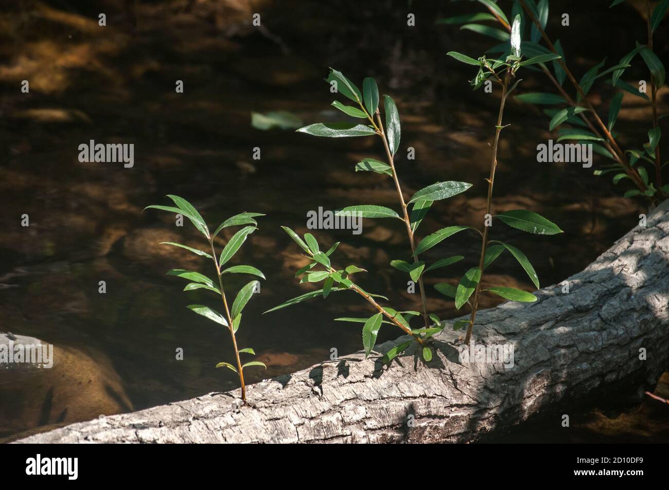 Willow sprout from fallen tree in water closeup Stock Photo - Alamy