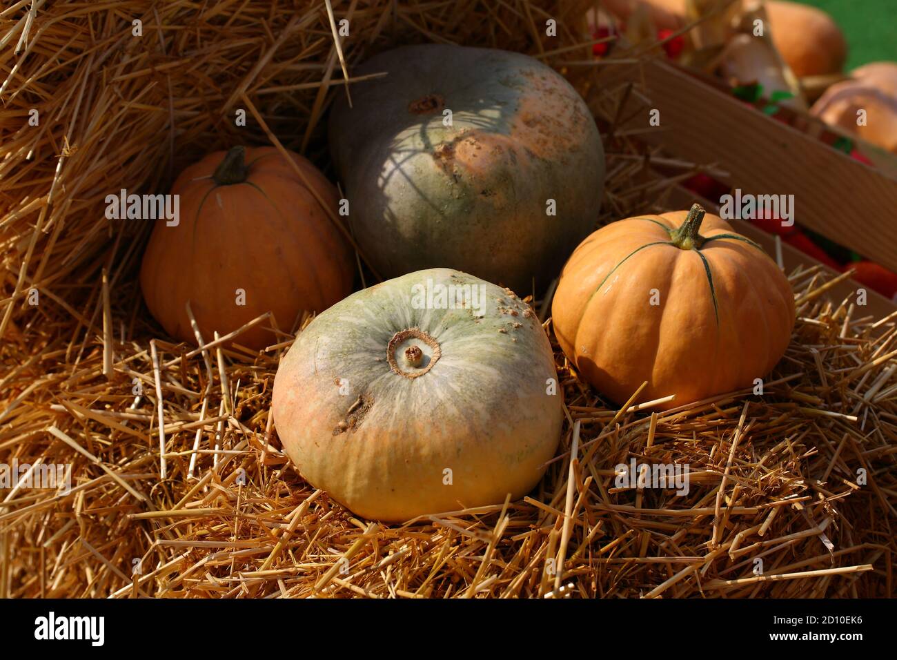 Large pile pumpkins green hi-res stock photography and images - Alamy