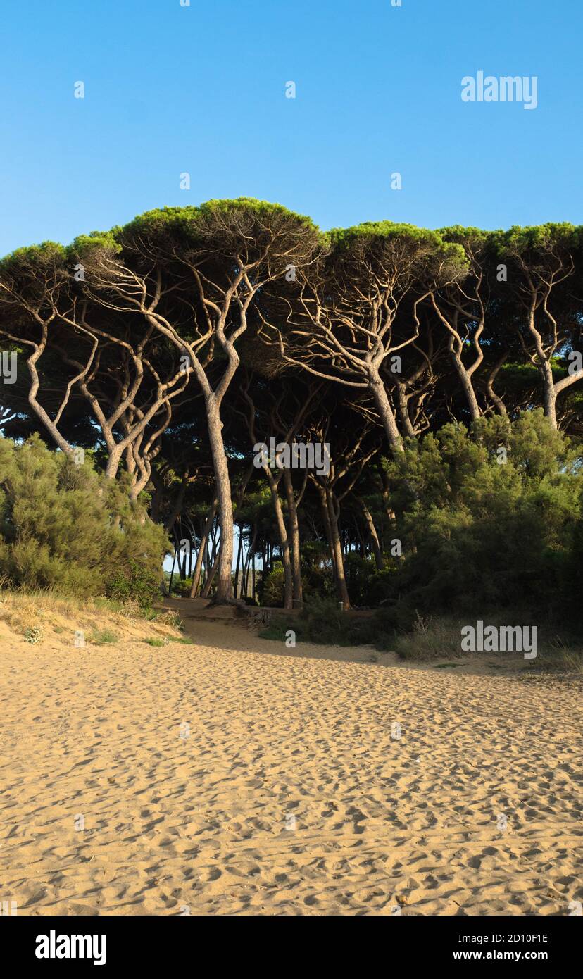 Vertical shot beautiful sandy beach hi-res stock photography and images ...