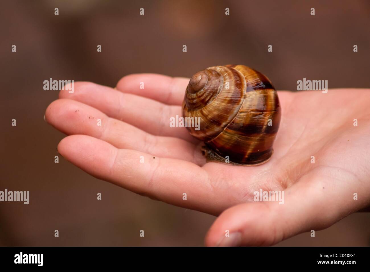 Big striped grapevine snail as pet is caught by a child hand for ...