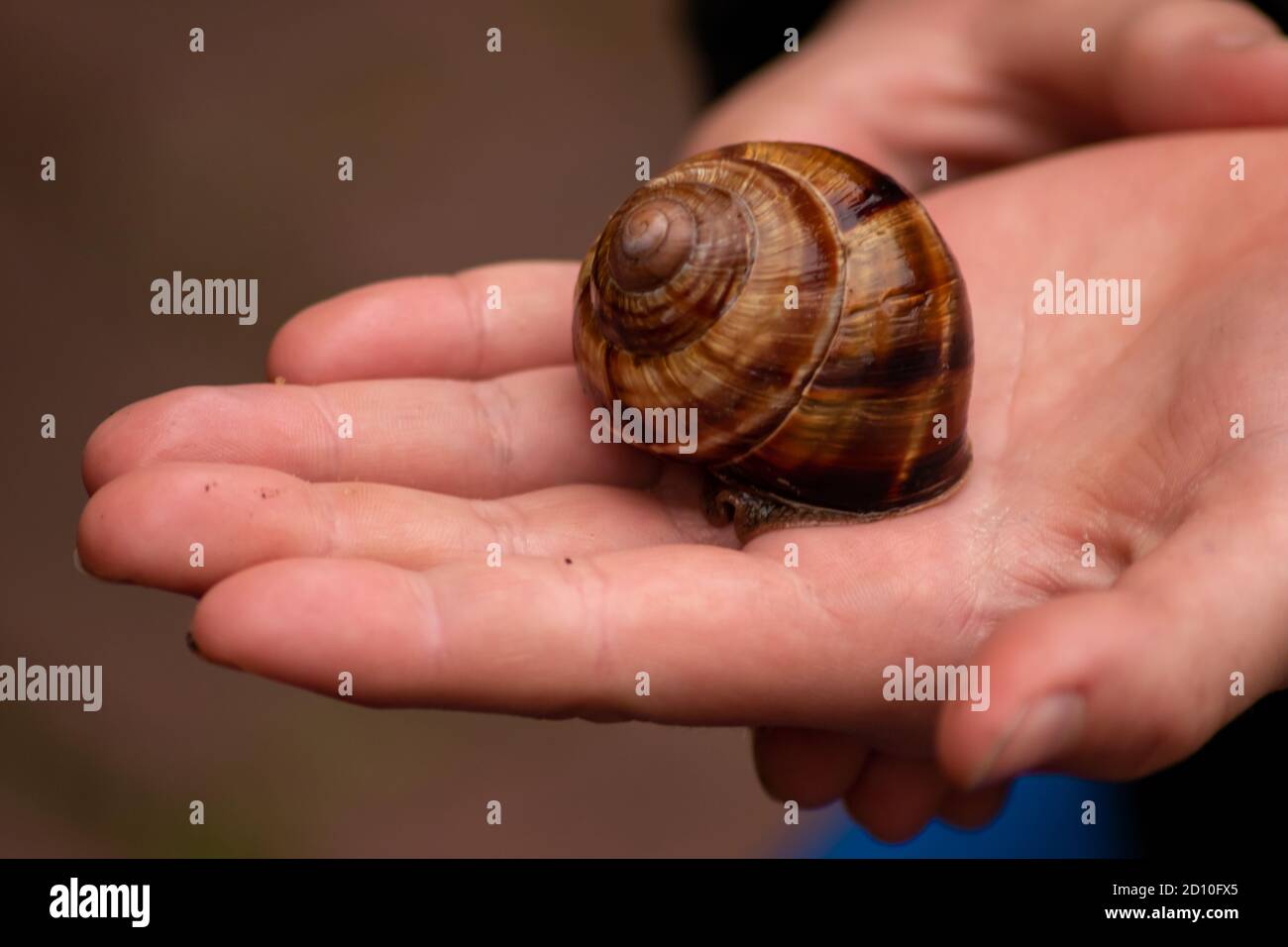 Pest analysis hi-res stock photography and images - Alamy