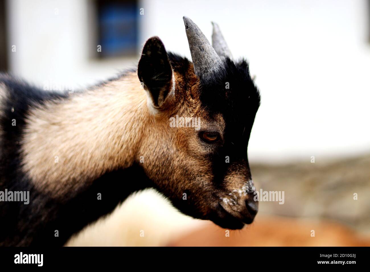 Cute little goat - close up Stock Photo - Alamy