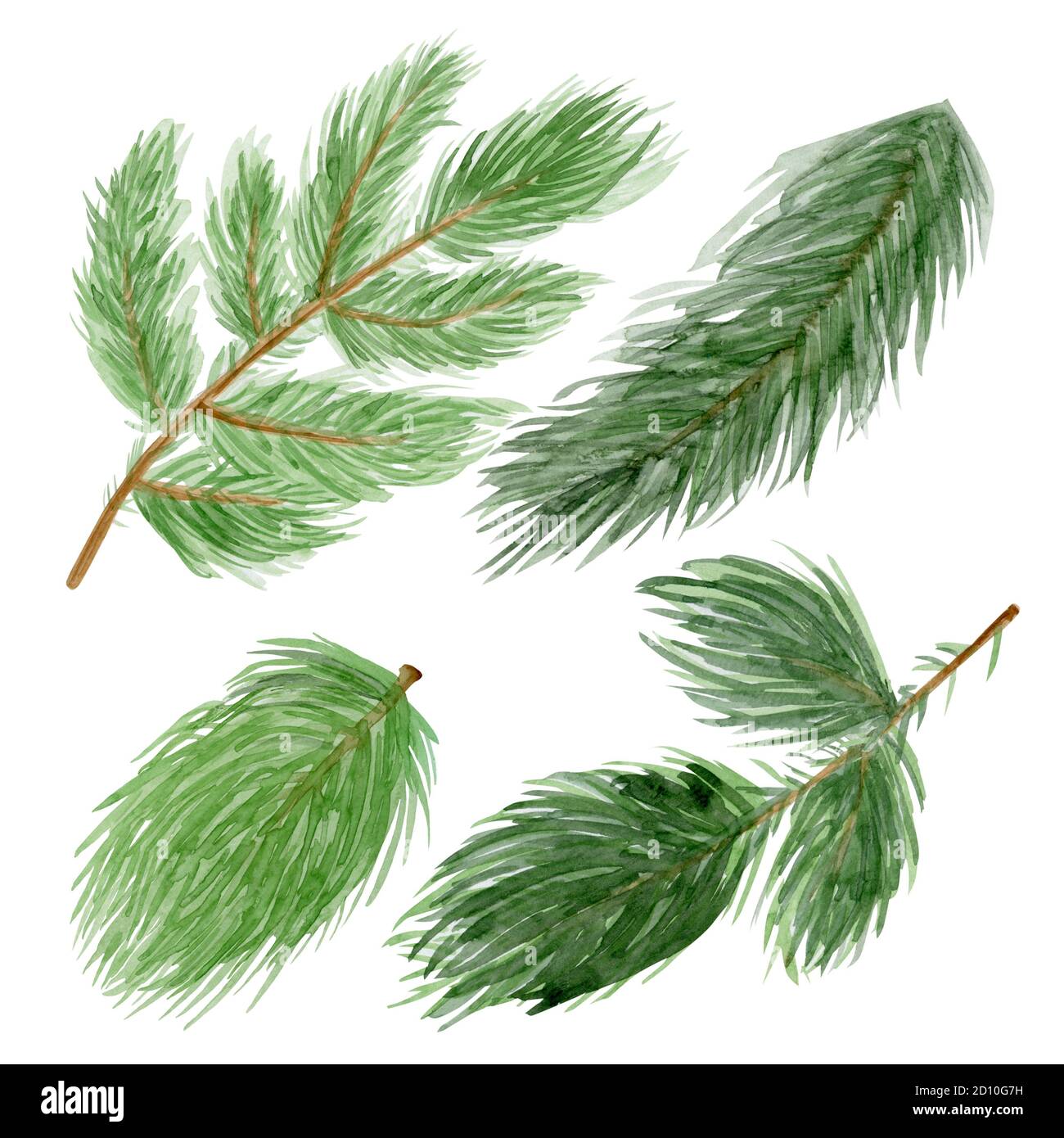 Hand painted pine tree branch set isolated on white background Stock ...