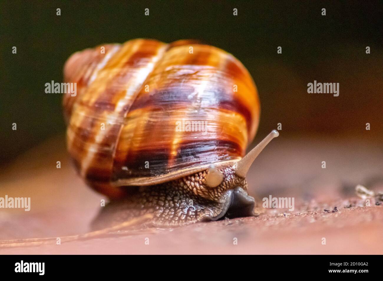 Big striped grapevine snail with a big shell in close-up and macro view ...