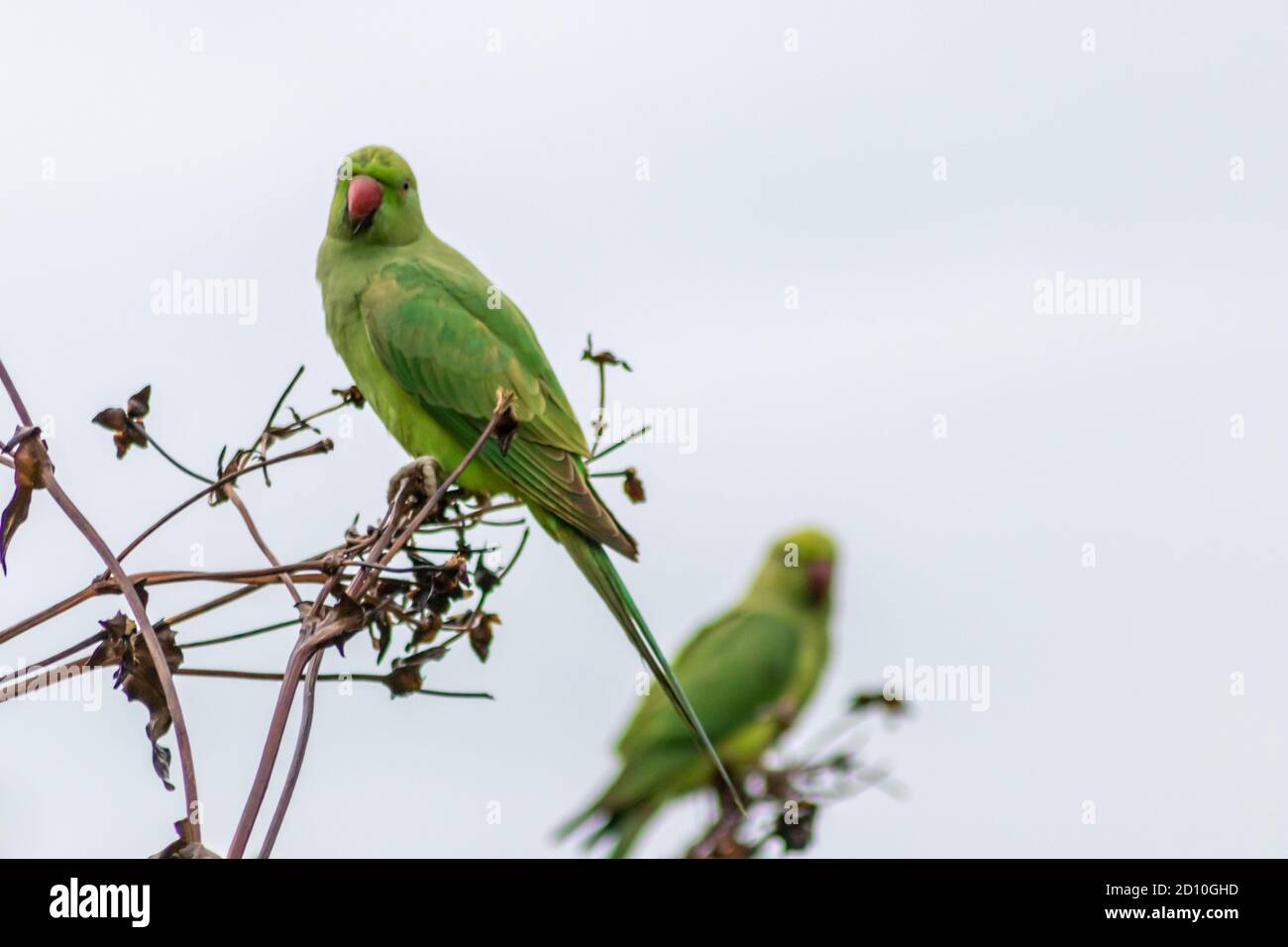 Green ring-necked parakeets with red beak and green feathers are exotic ...
