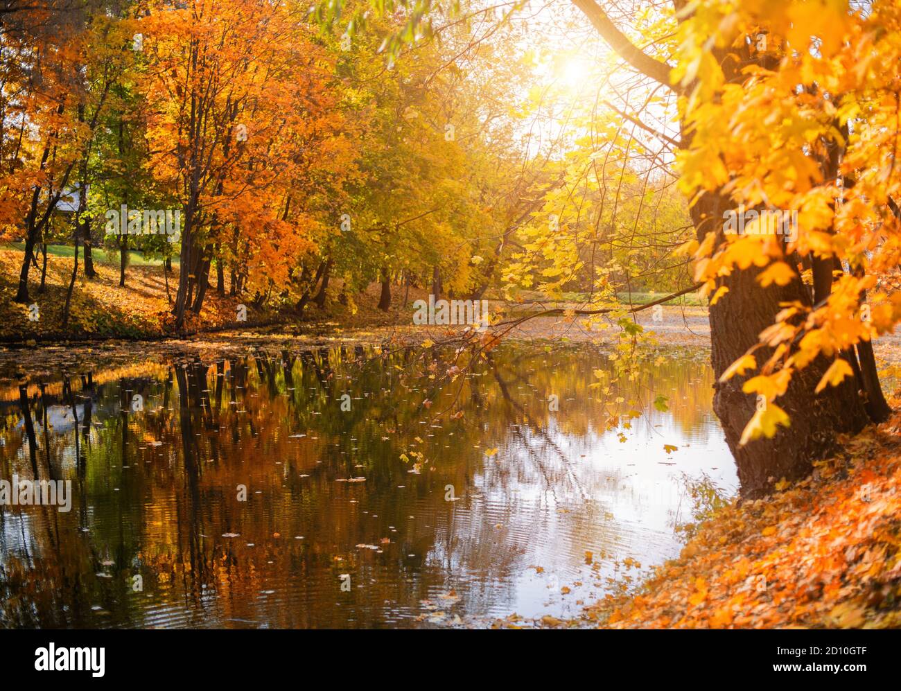 Autumn Golden forest nature, forest lake with water view. Nature of the Golden forest Stock ...