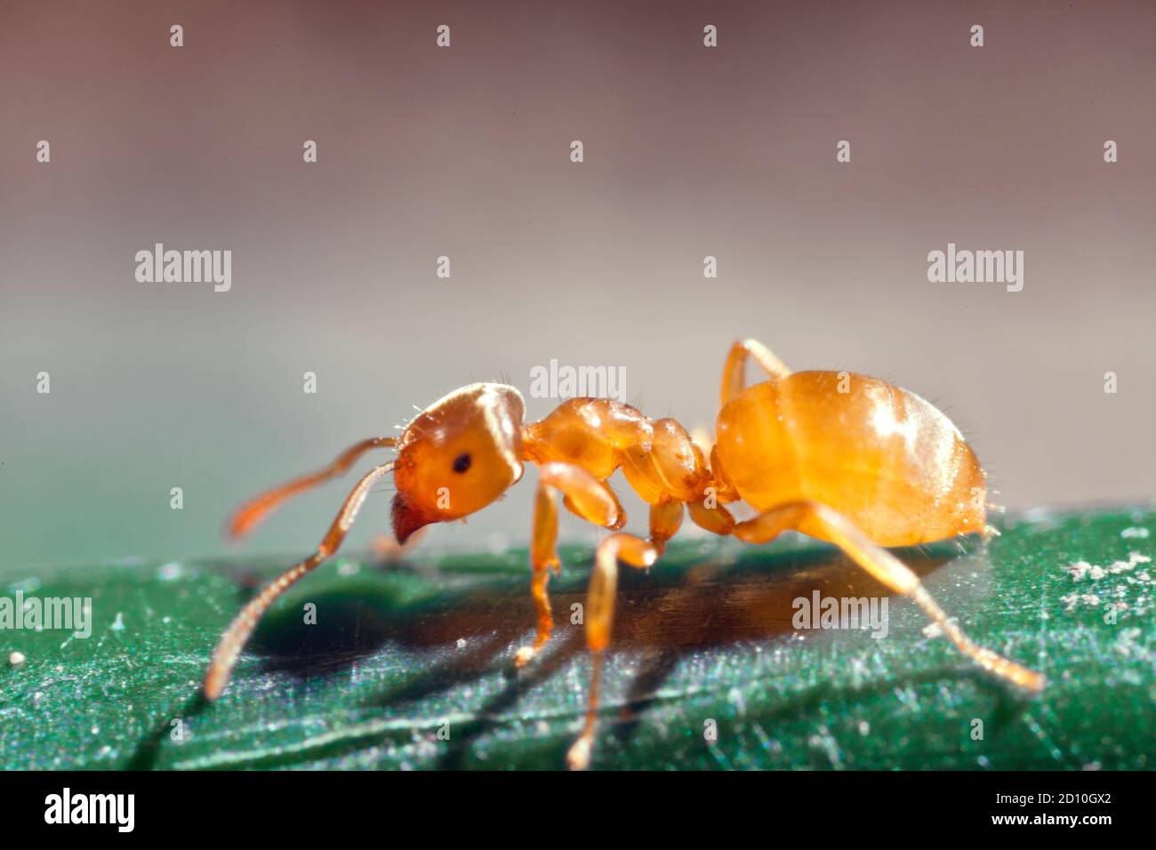Yellow meadow ant hi-res stock photography and images - Alamy