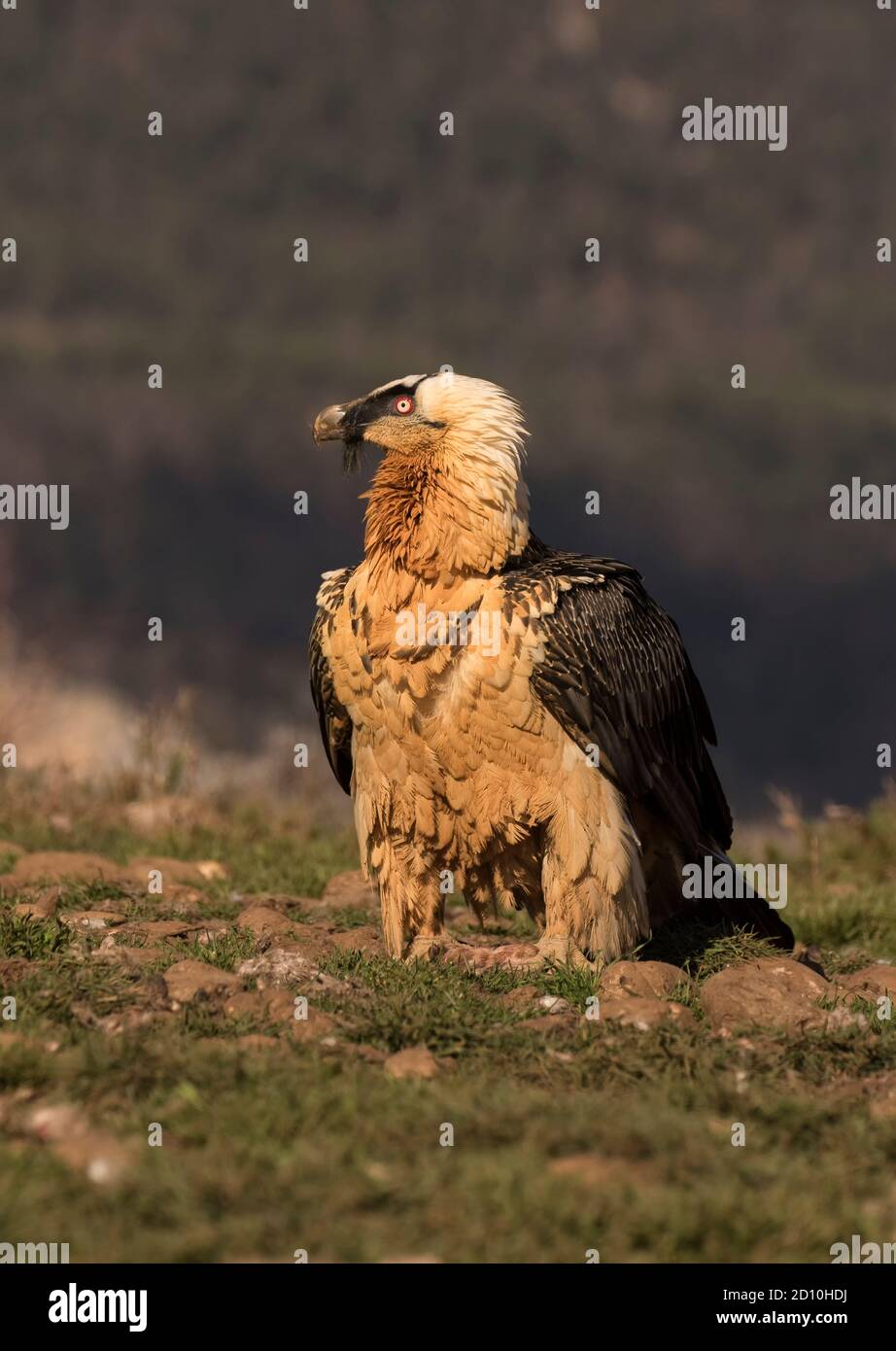 Bearded vulture with prey hi-res stock photography and images - Alamy