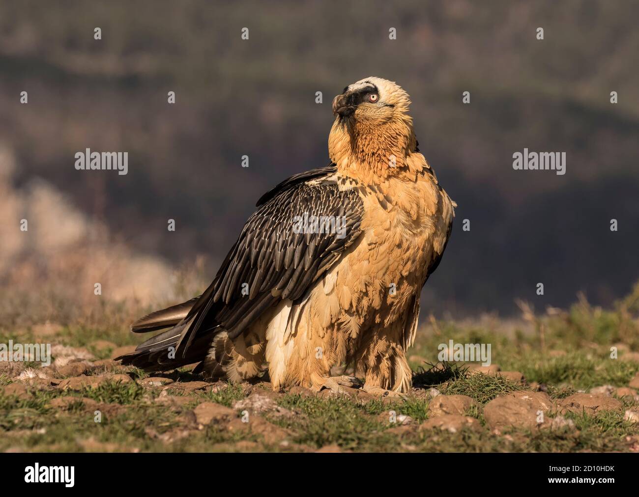 Bearded vulture with prey hi-res stock photography and images - Alamy