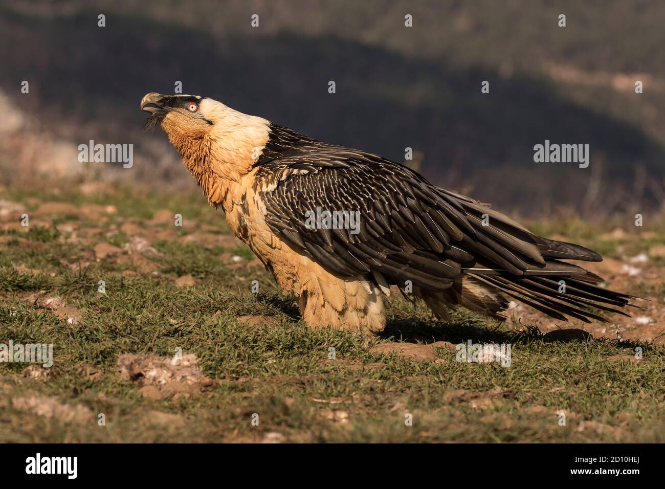 Bearded vulture with prey hi-res stock photography and images - Alamy