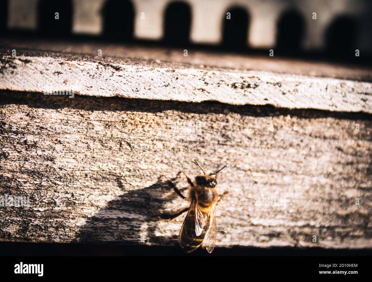 bee reaching its wooden hive in the middle of the field Stock Photo - Alamy