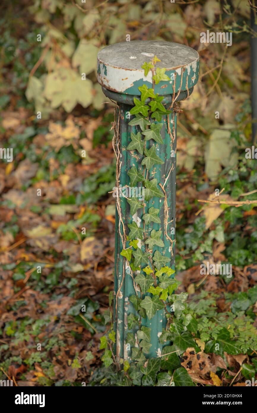 Single weathered post seen with ivy growing onto it Stock Photo - Alamy