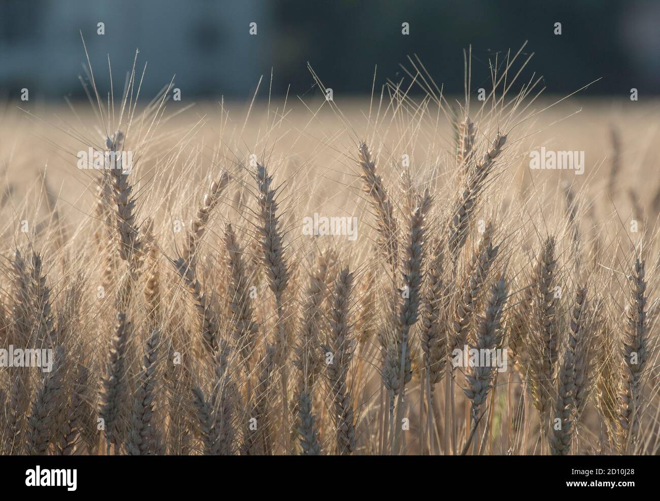 Wheat field in agriculture, growing cereal crops for food production ...