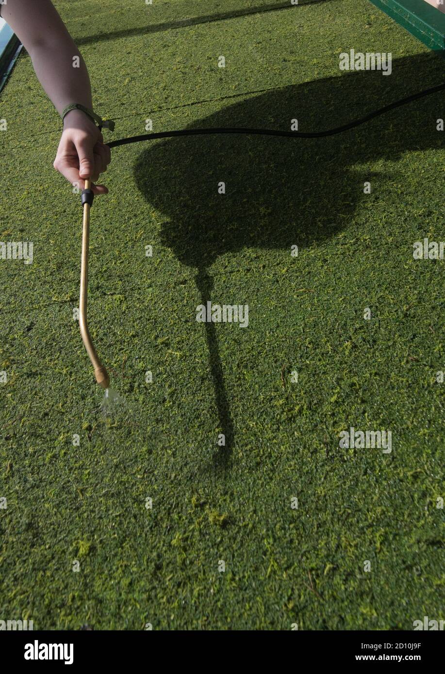 field irrigation through sprinkler system, watering plants and crops in ...