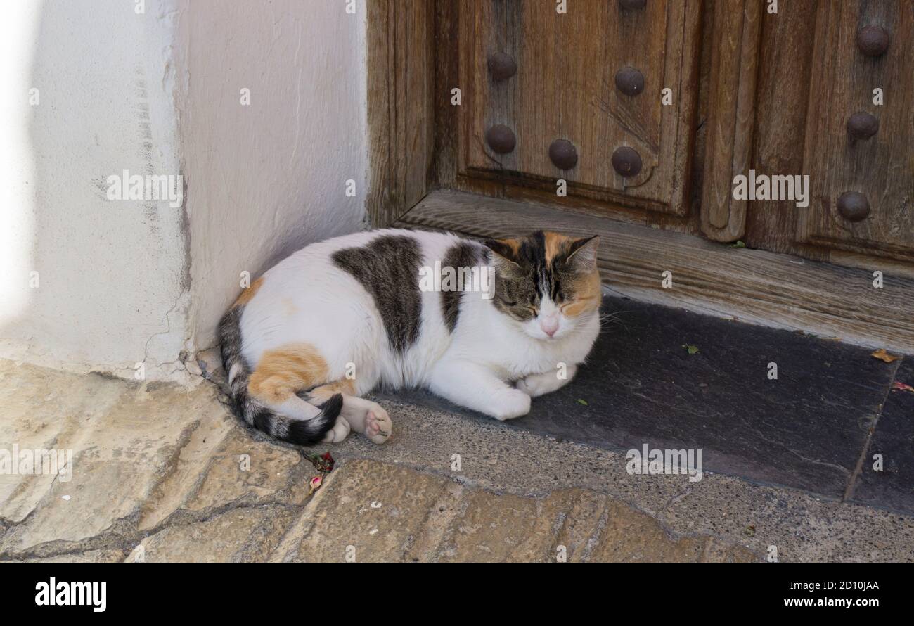 Three colors cat hi-res stock photography and images - Alamy
