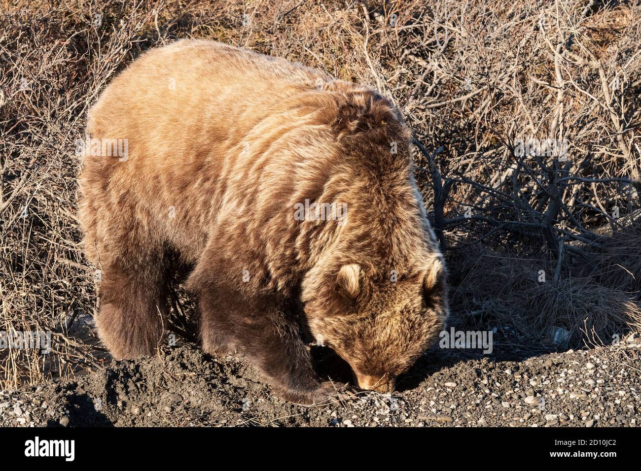 North America; United States; Alaska; Denali National Park; Wildlife ...
