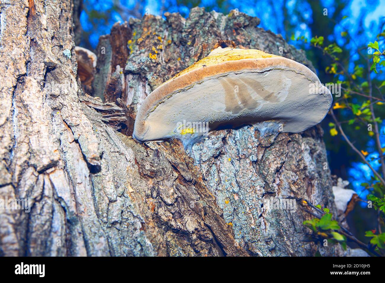 Shelf Fungus growing on a tree bark Stock Photo - Alamy