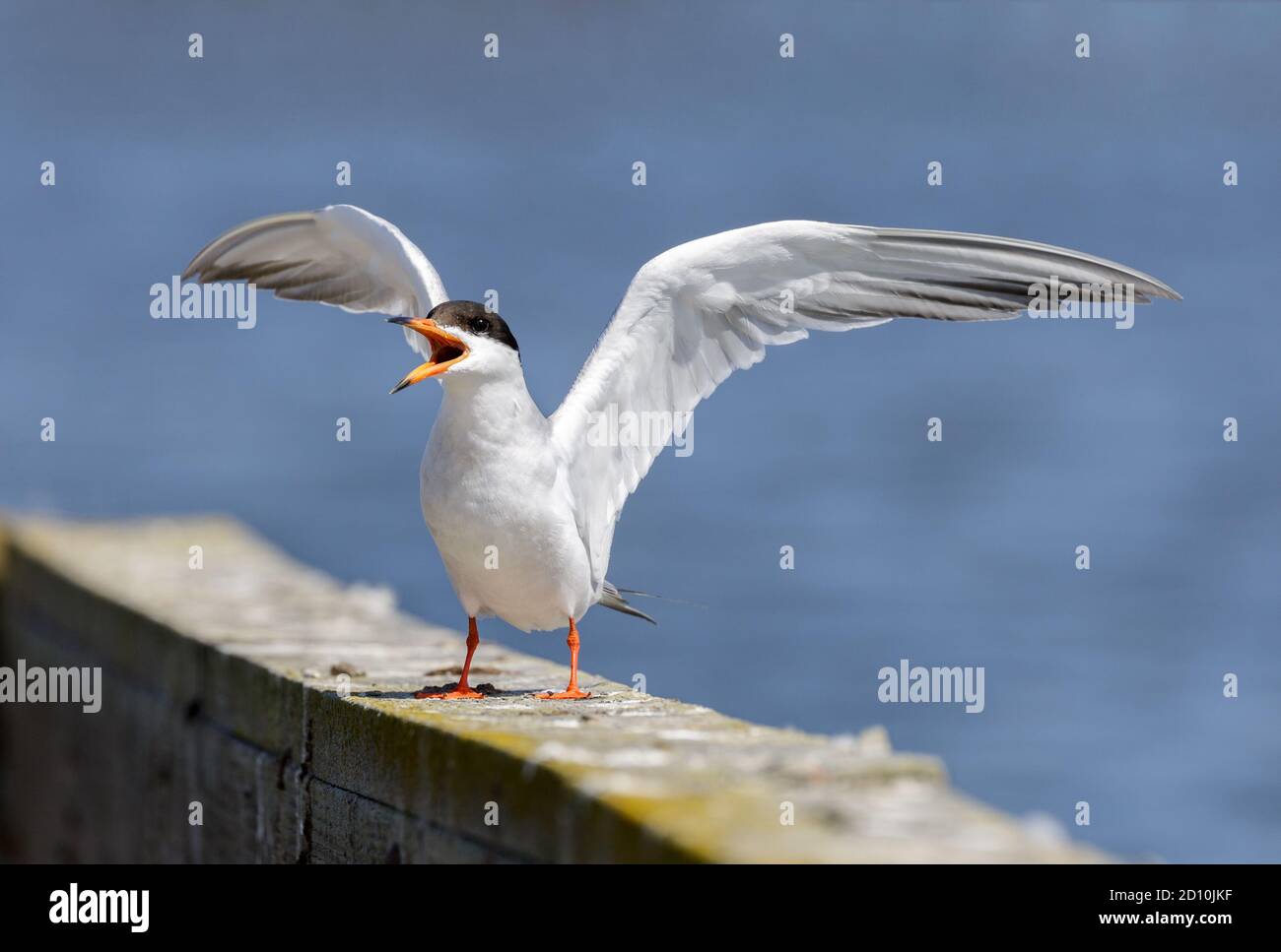 Common Tern spreading wings and calling Stock Photo - Alamy