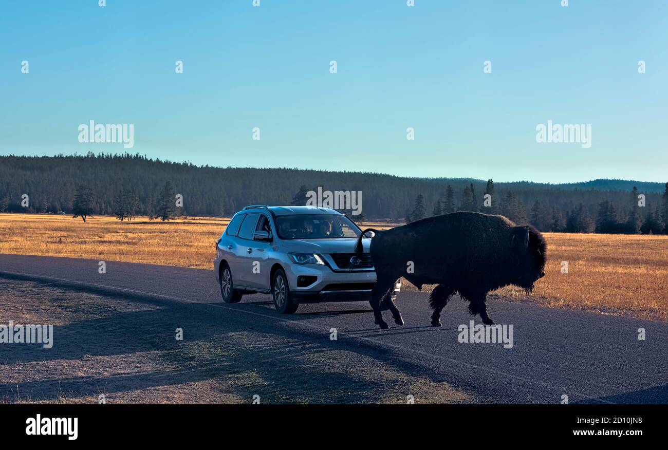 Bison crossing road in yellowstone national park hi-res stock ...
