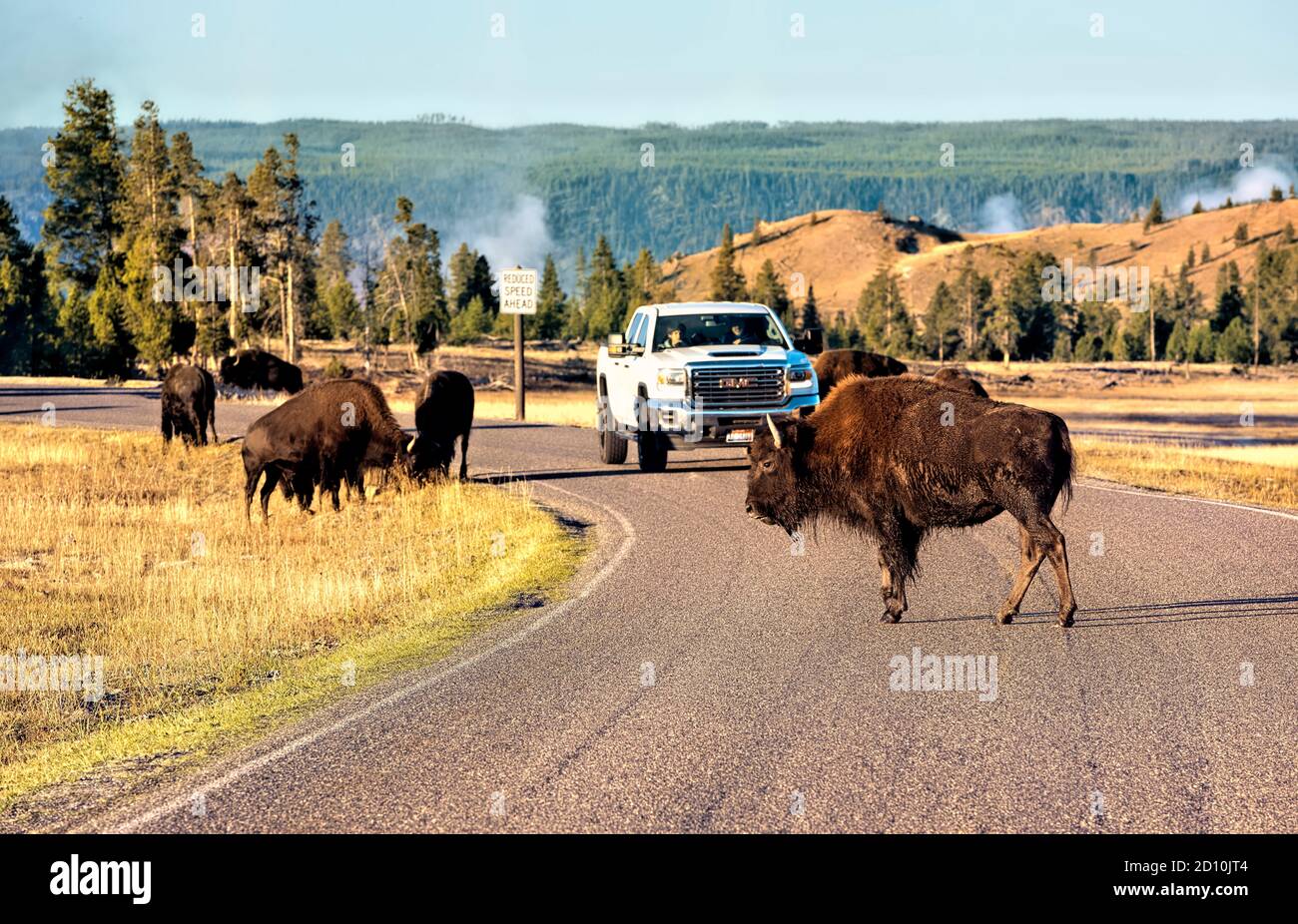 Bison crossing road in yellowstone national park hi-res stock ...