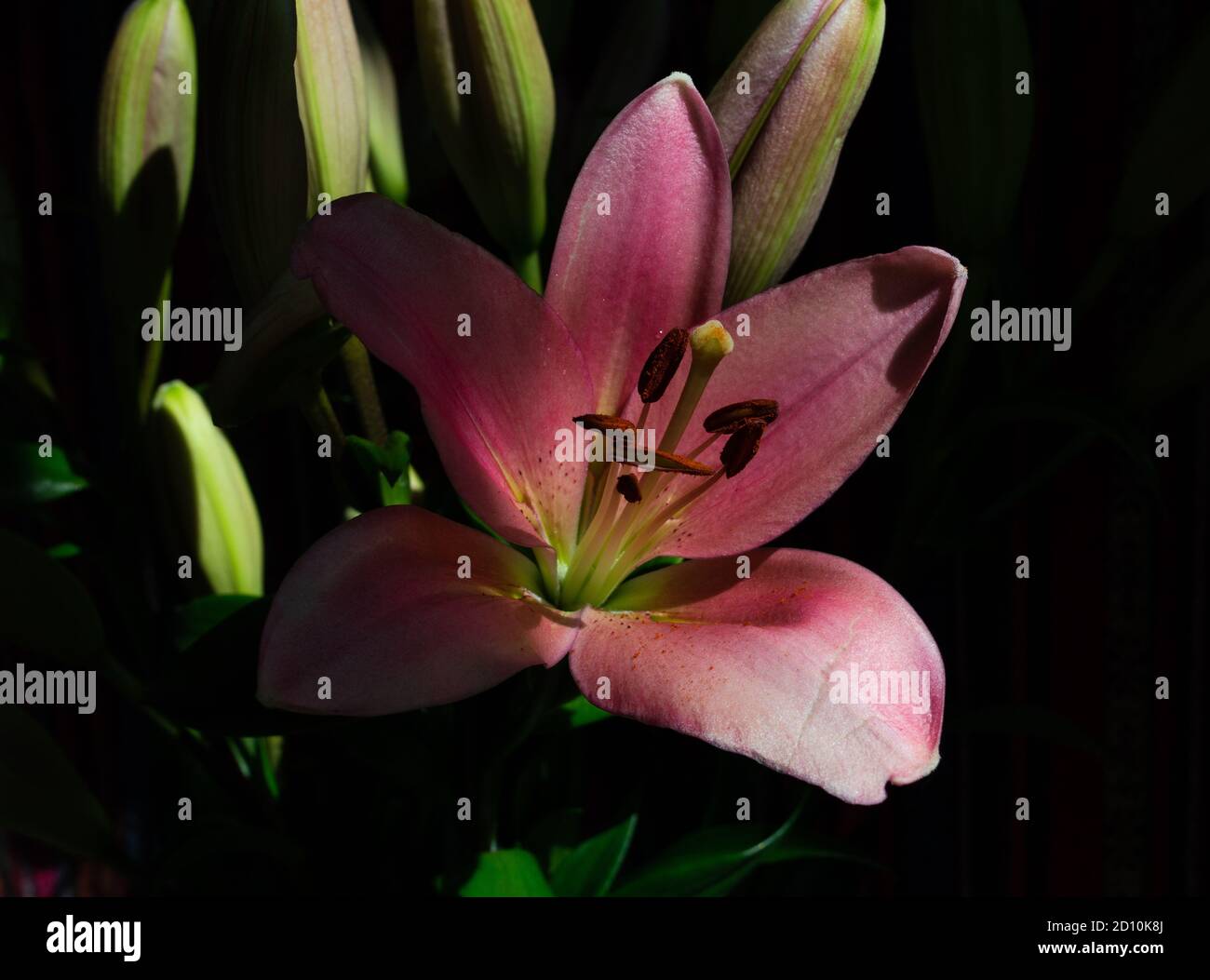 Pink beautiful lily close hi-res stock photography and images - Alamy