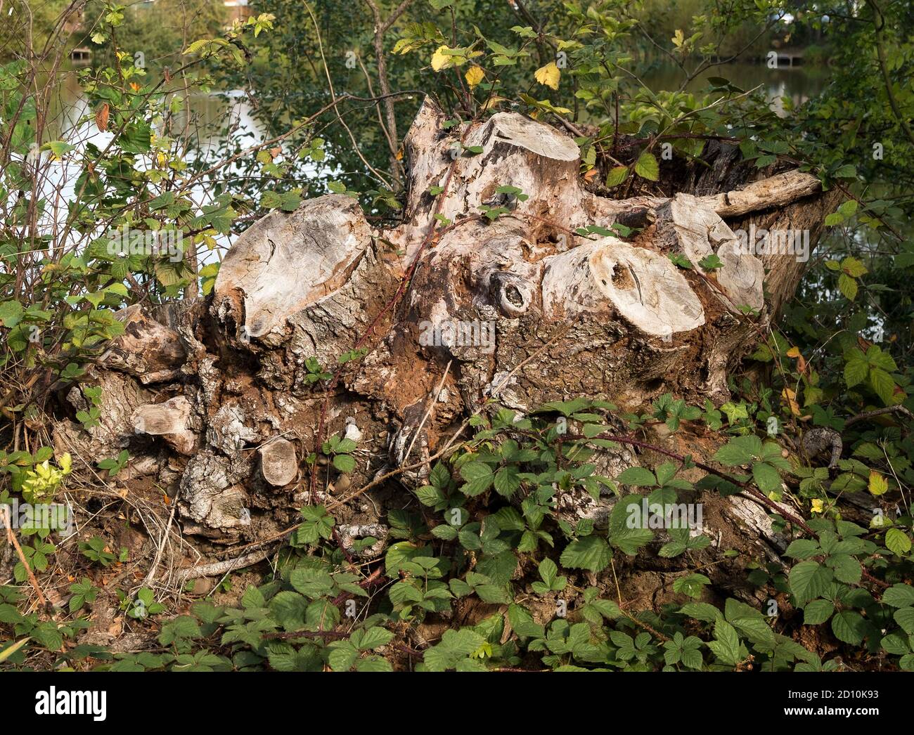 Old decaying tree root example Stock Photo - Alamy