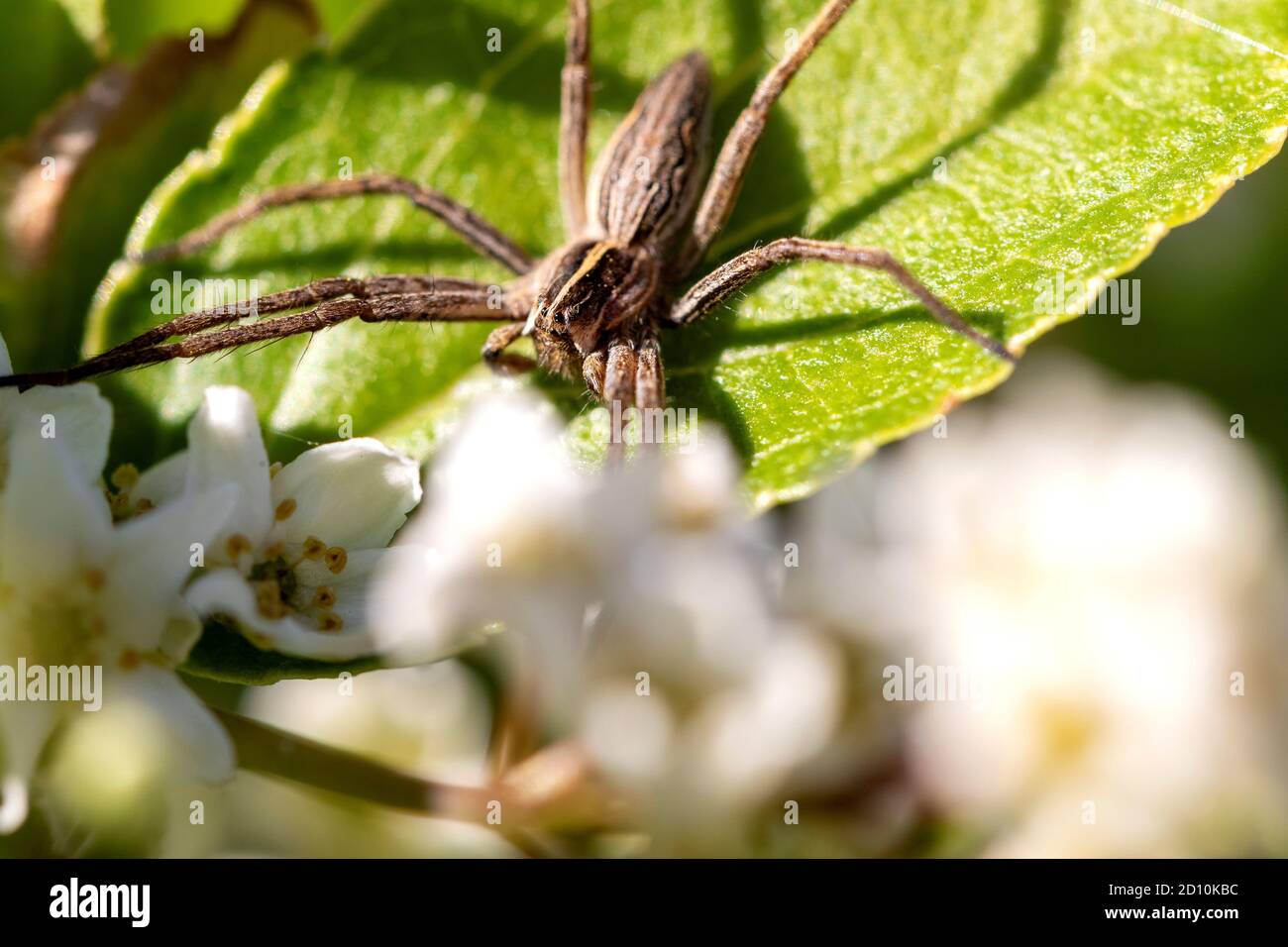A macro portrait of a wolf spider sitting on a leaf of a bush. The ...