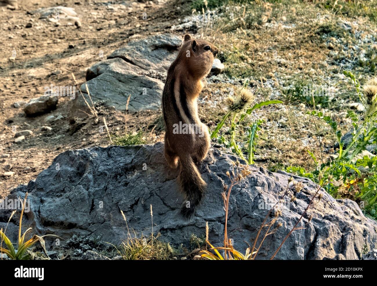 Chipmunk cheeks hi-res stock photography and images - Alamy
