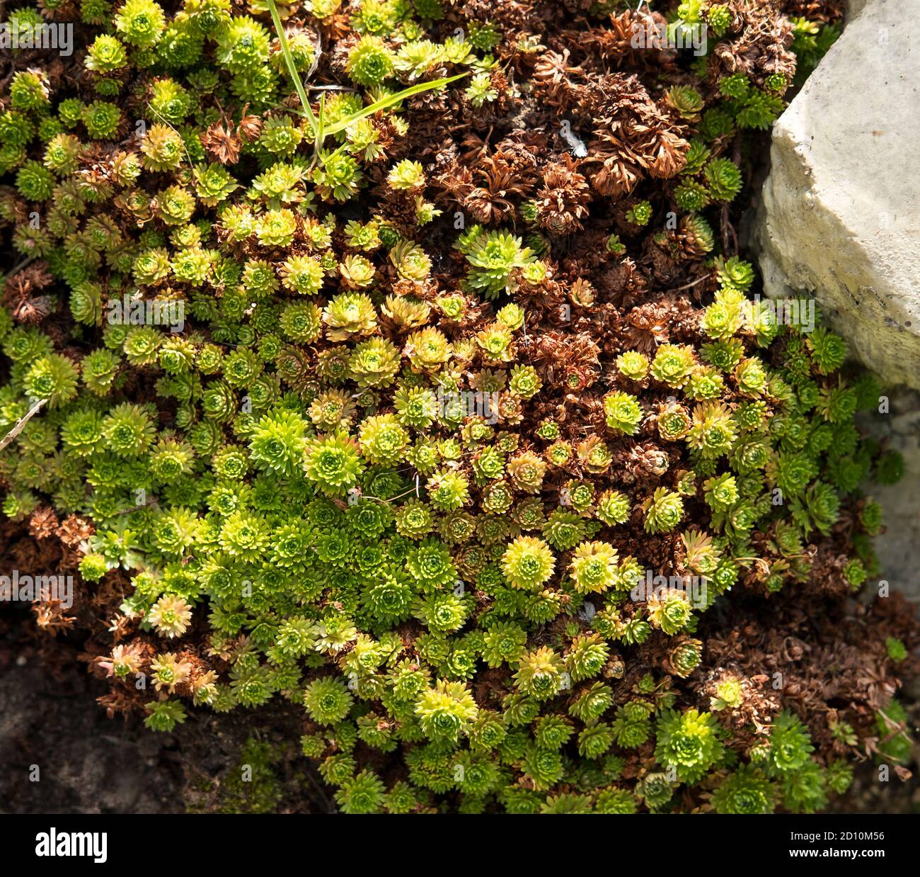 Small scale alpine plants on a rockery Stock Photo - Alamy