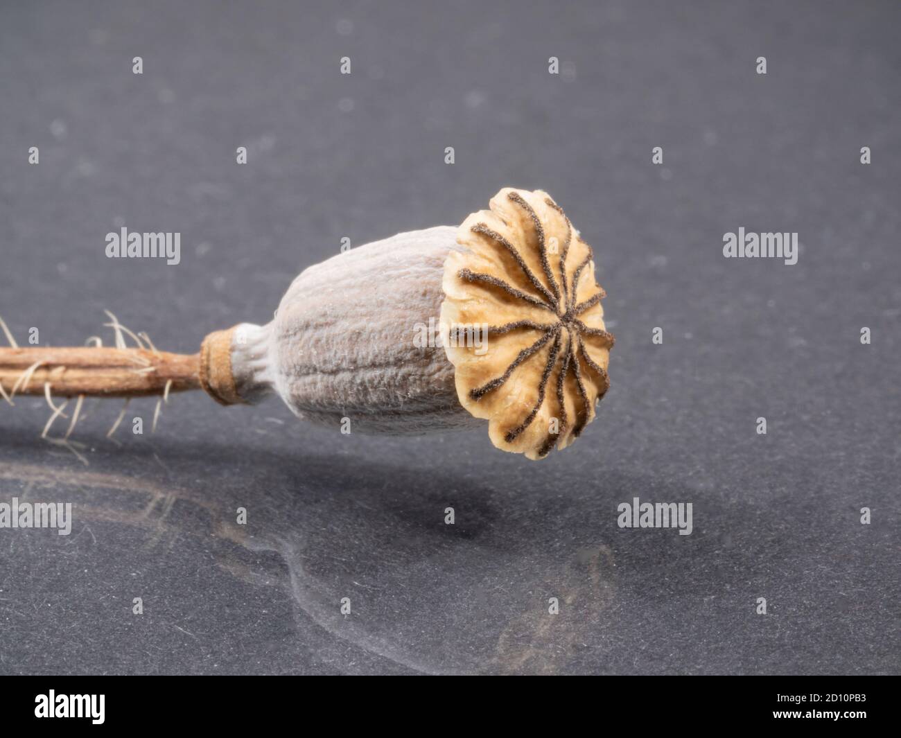 Poppy head. Dry plant close up. Macro. Dark background Stock Photo - Alamy
