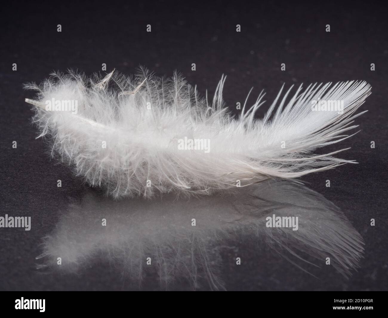 Feather close-up on a dark background. Bird fluff Stock Photo - Alamy