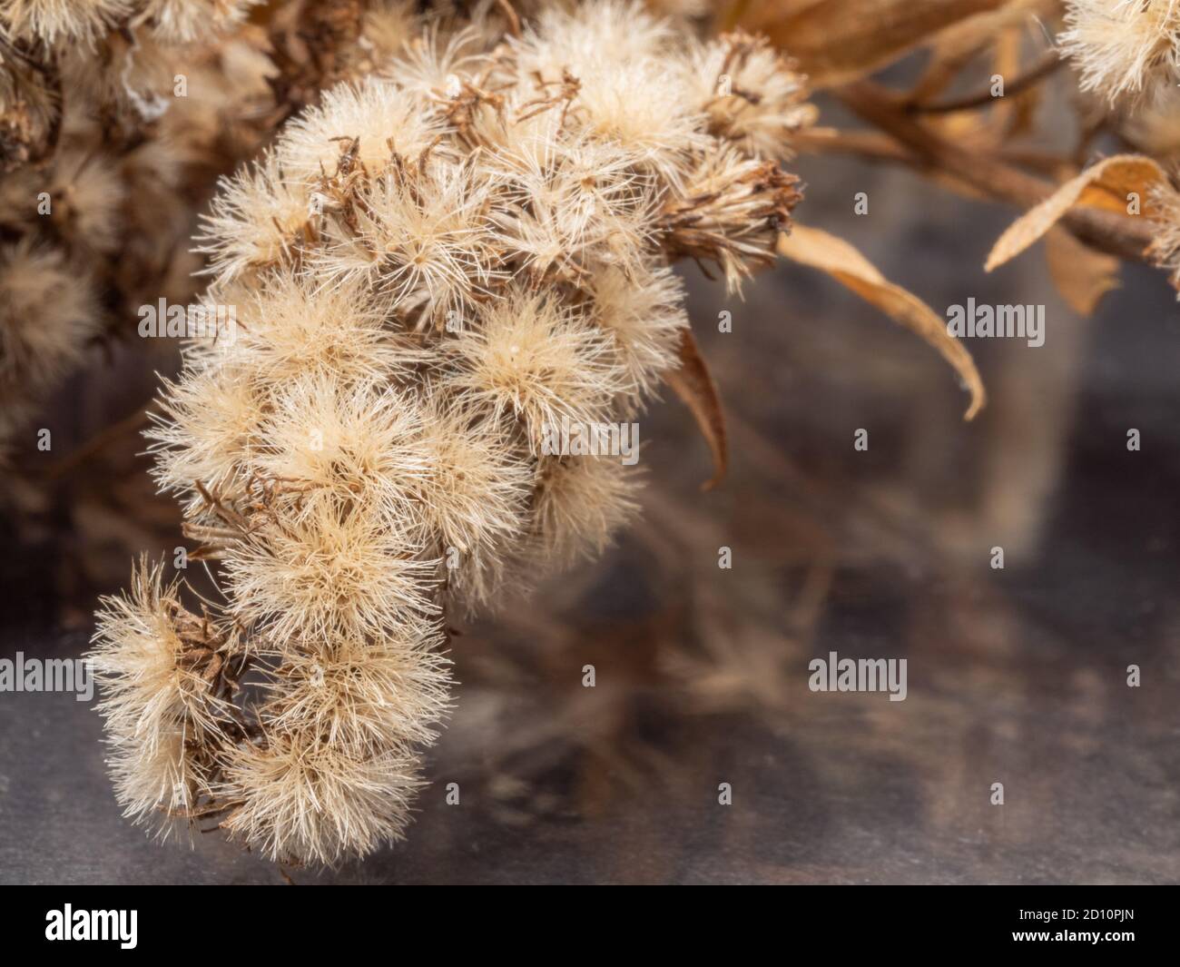 Dried flowers close up. Dried plant. Dry flower. Macro Stock Photo - Alamy