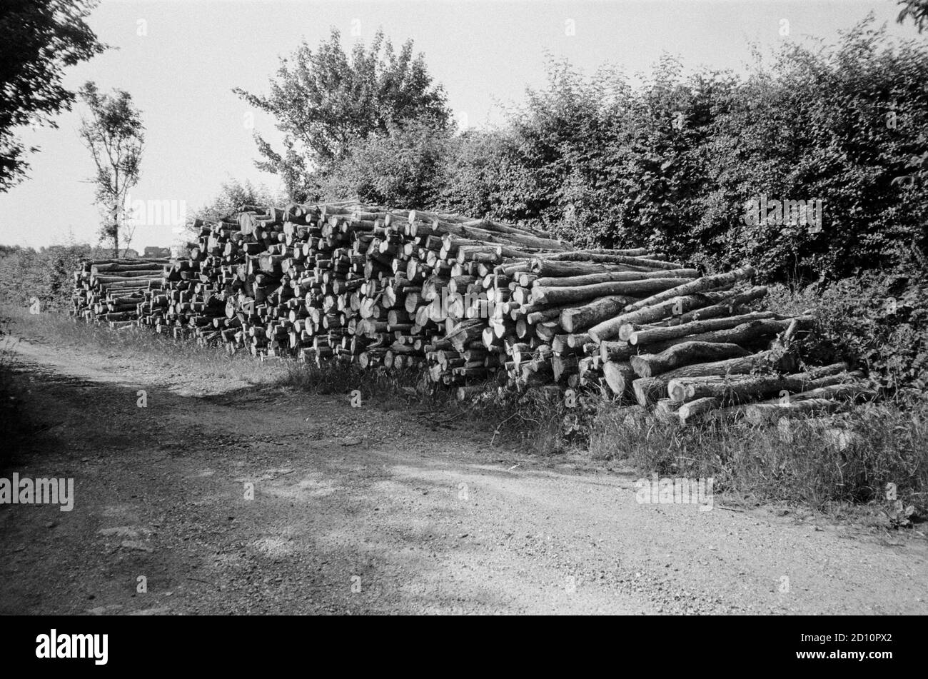 Log pile or stack, Hattingley, Medstead, Alton, Hampshire, England ...