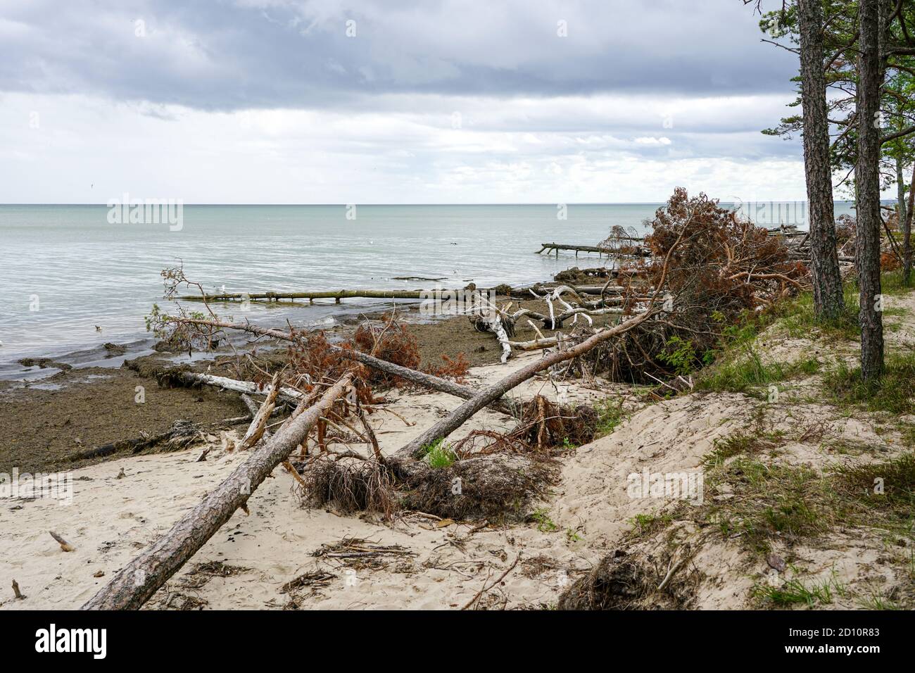 storm broken trees on the baltic sea coast Stock Photo - Alamy