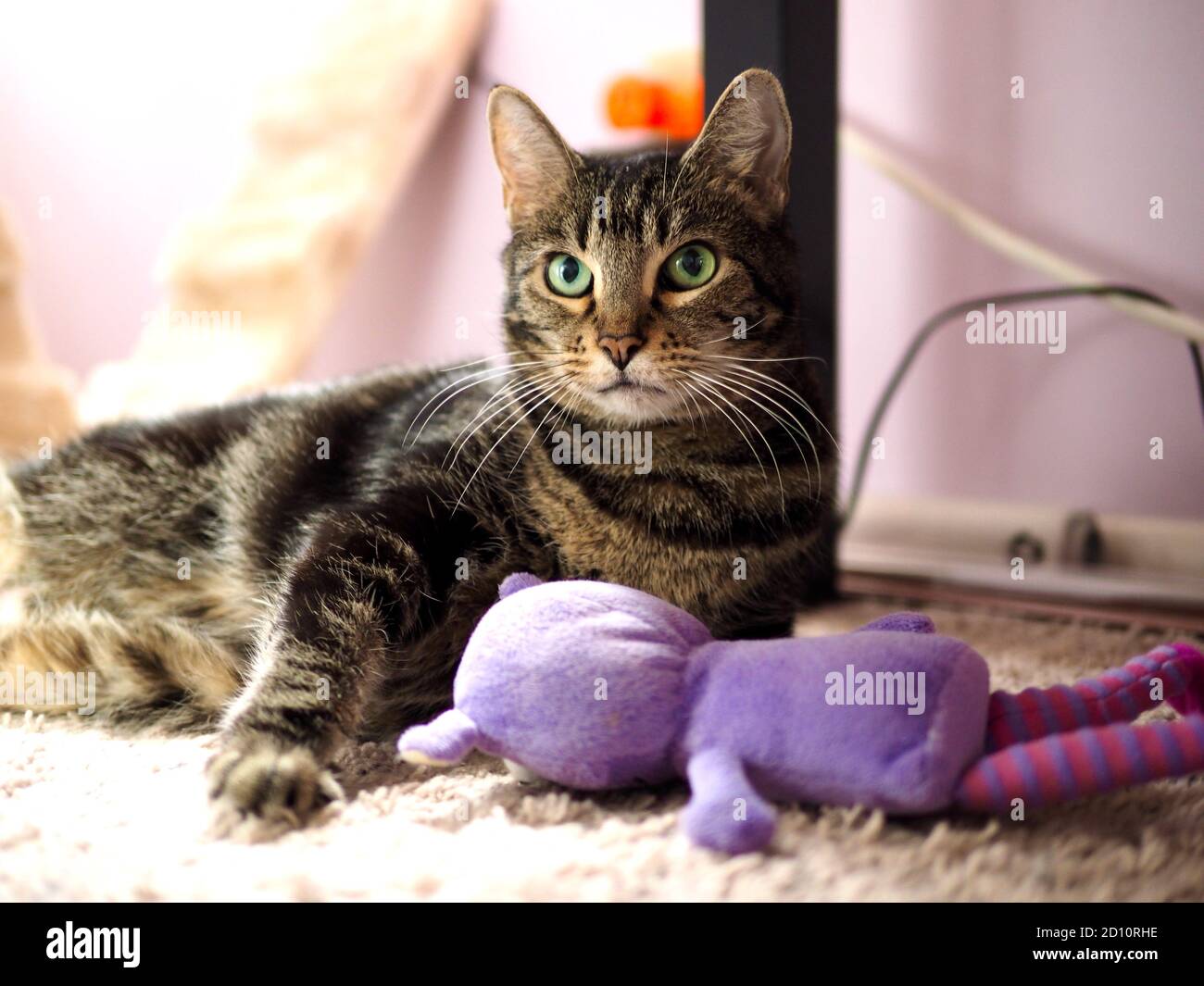Cute tabby cat hi-res stock photography and images - Alamy