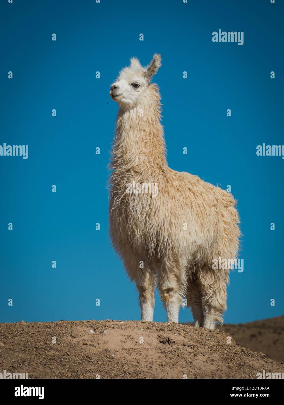 High Llama