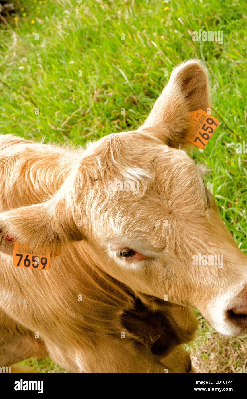 Corvo portugal hi-res stock photography and images - Alamy