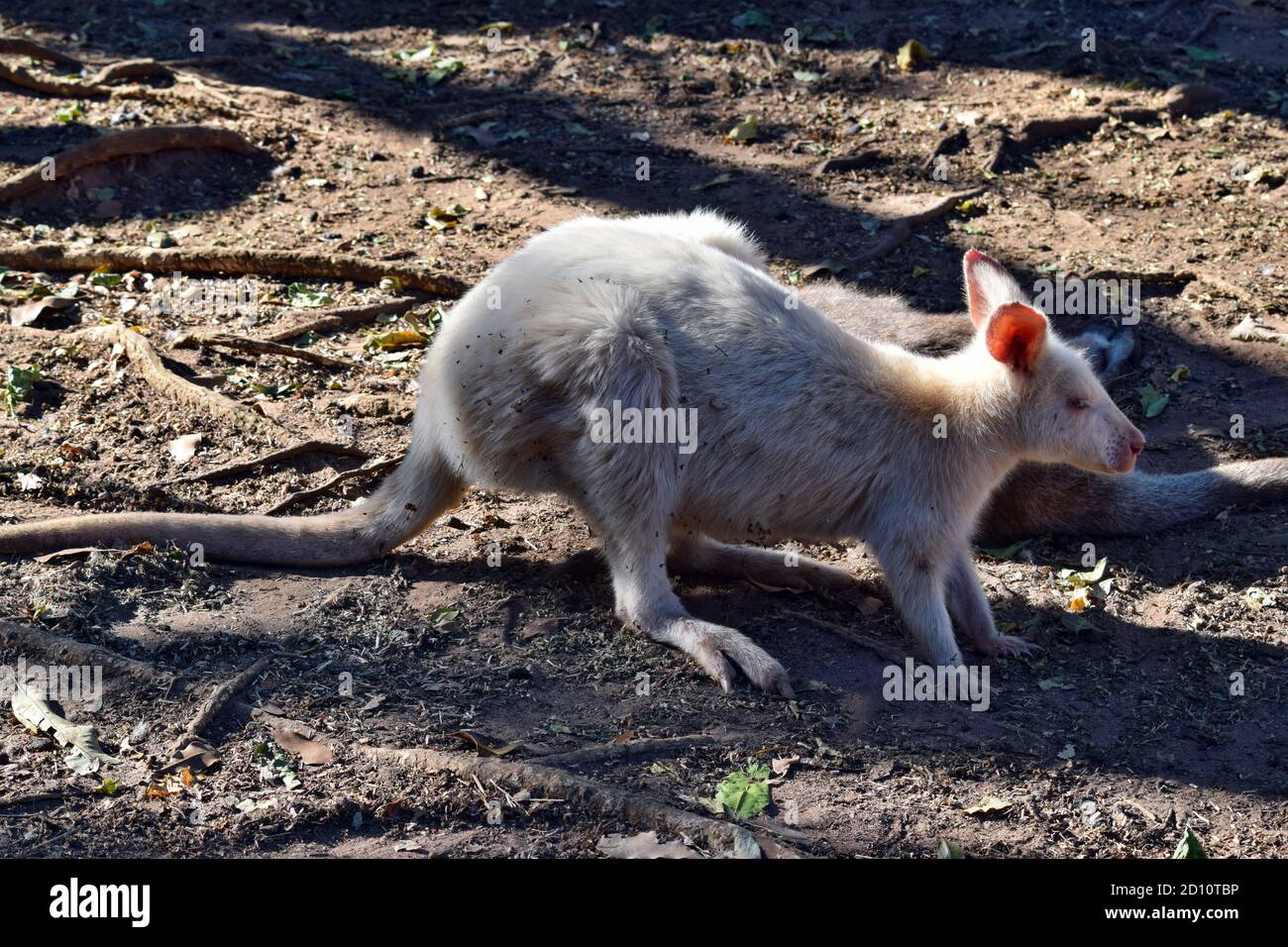 Beautiful rare an albino kangaroo in the park in Australia Stock Photo ...