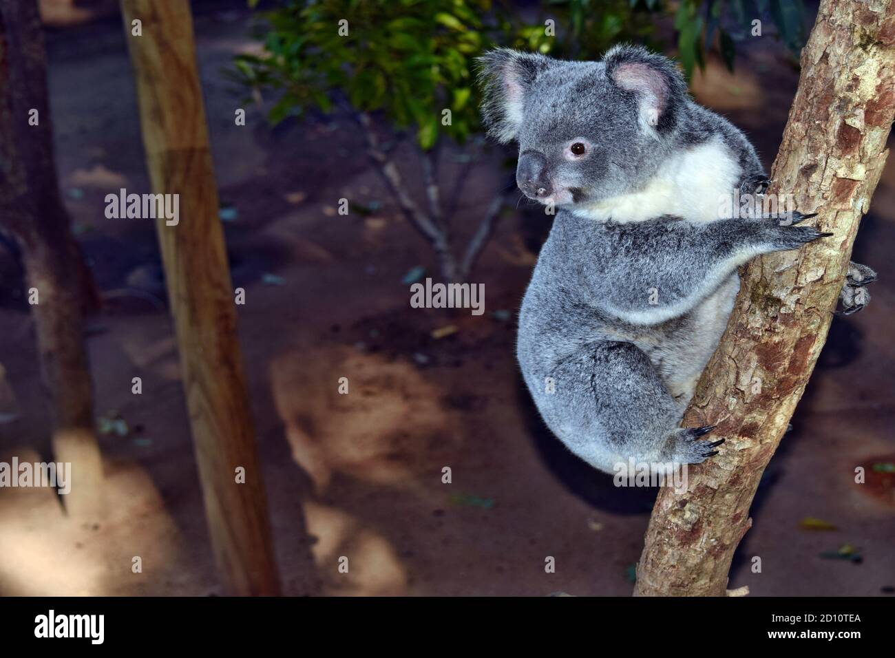 Koala on a tree branch eucalyptus in Australia Stock Photo - Alamy