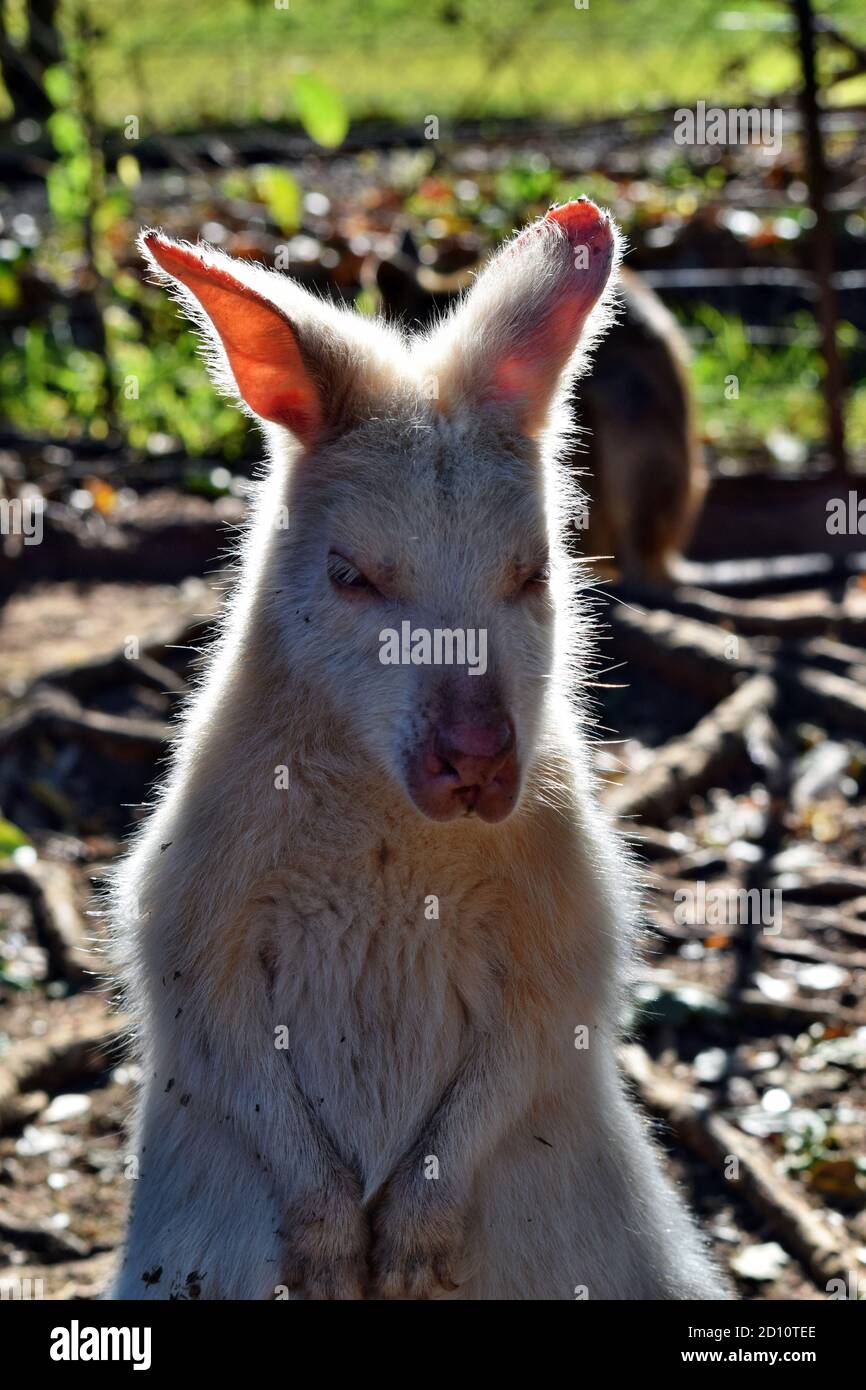 Beautiful rare an albino kangaroo in the park in Australia Stock Photo ...
